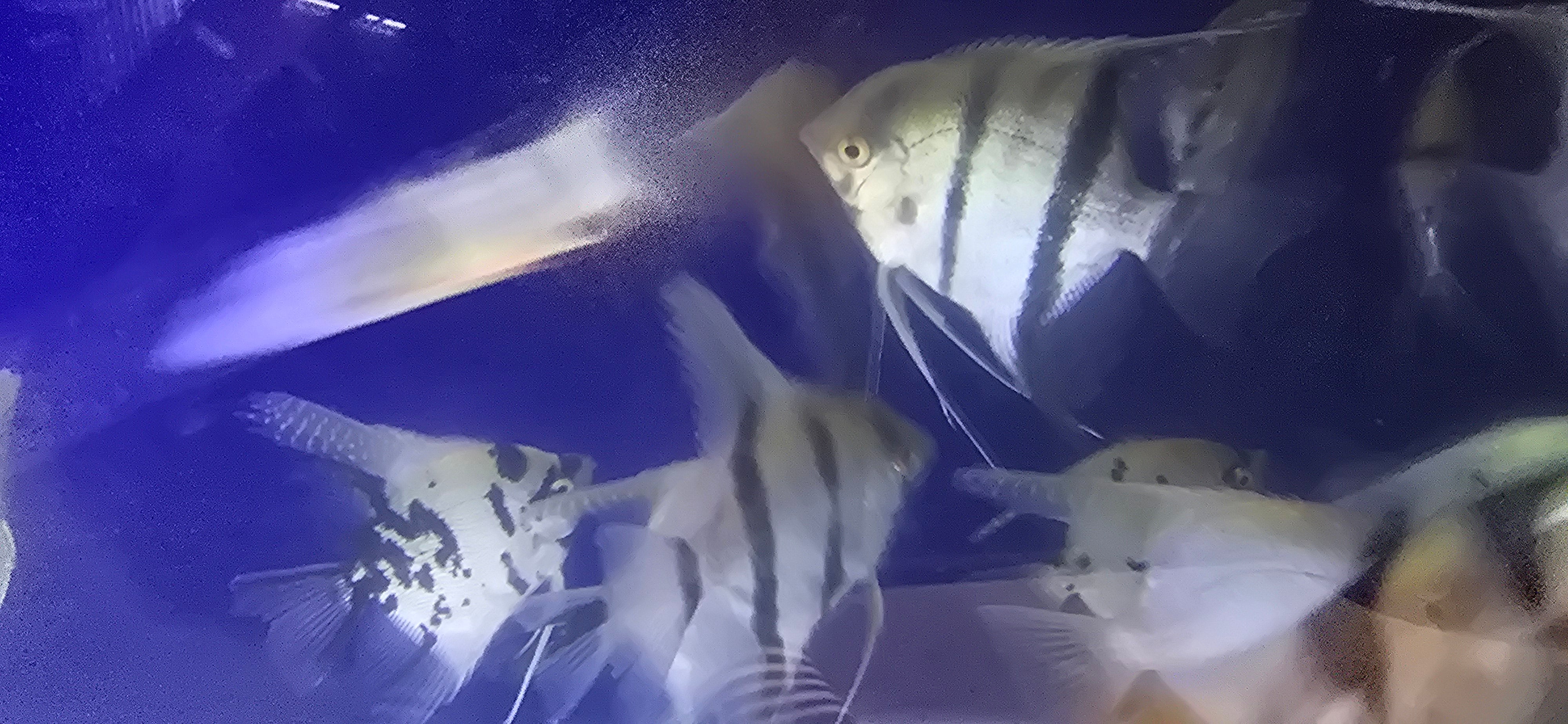 Xl angels – RSB Aquatics