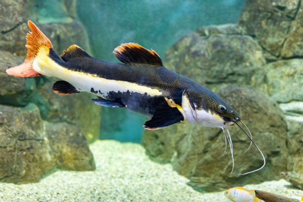 Catfish – RSB AQUATICS