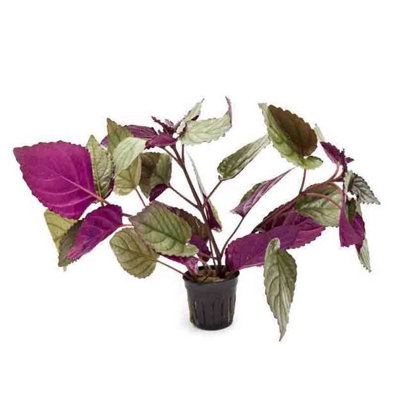 Hemigraphis colorata (exotica) – RSB Aquatics