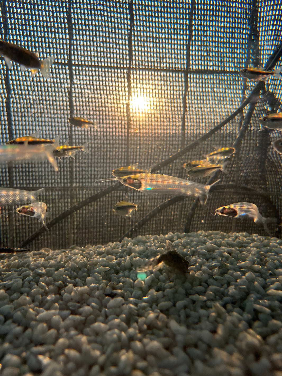 Catfish – RSB AQUATICS
