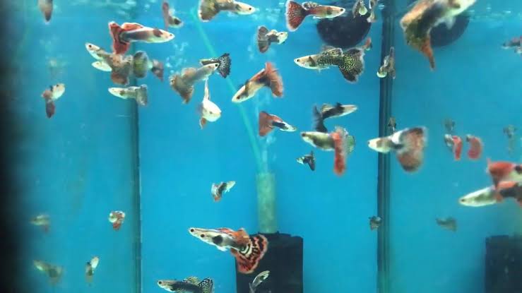 Guppys Assorted – RSB Aquatics