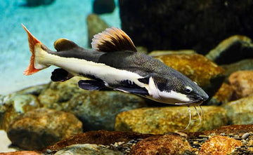Catfish – RSB AQUATICS