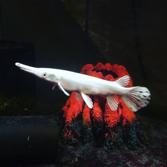 Platinum halfbeak Gar – RSB Aquatics