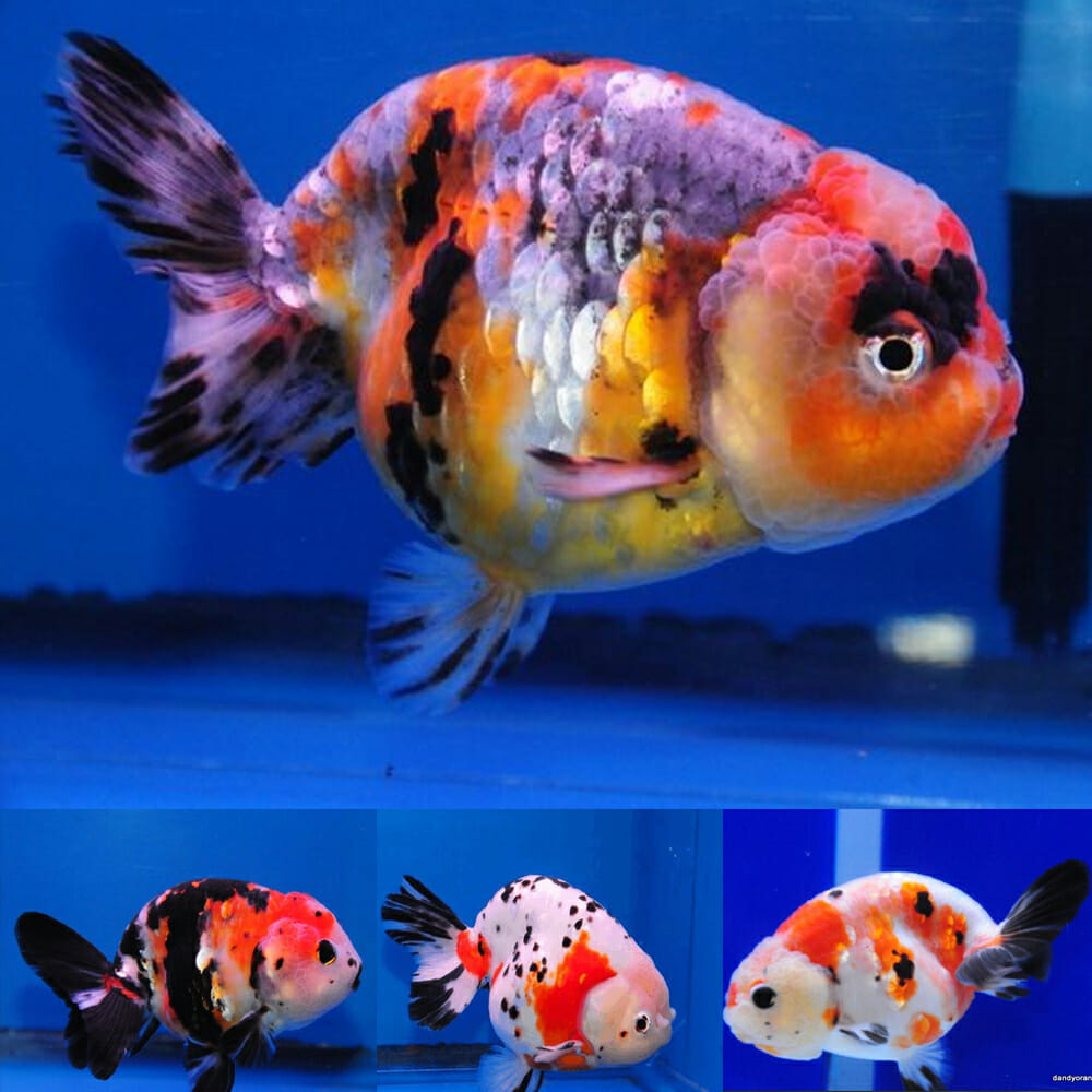 Calico lionhead goldfish – RSB Aquatics