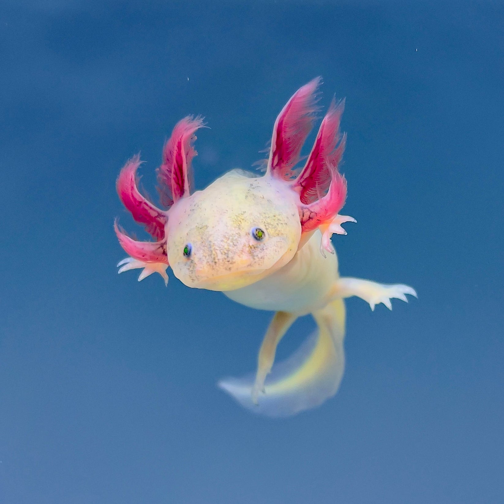 Axoloti – RSB AQUATICS
