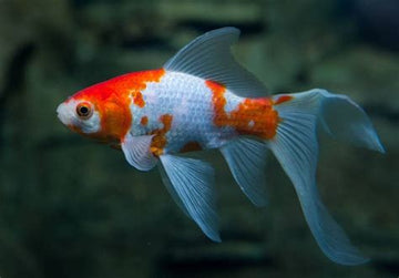 Goldfish – RSB AQUATICS