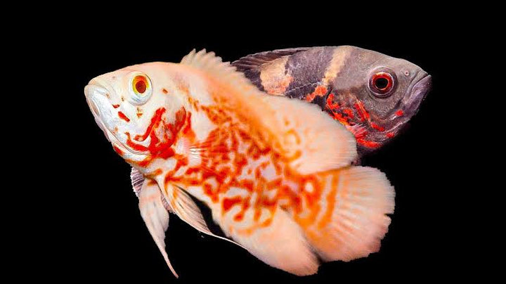 Fish – RSB AQUATICS