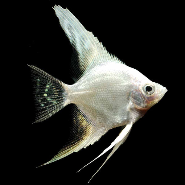 Platinum angel – RSB Aquatics