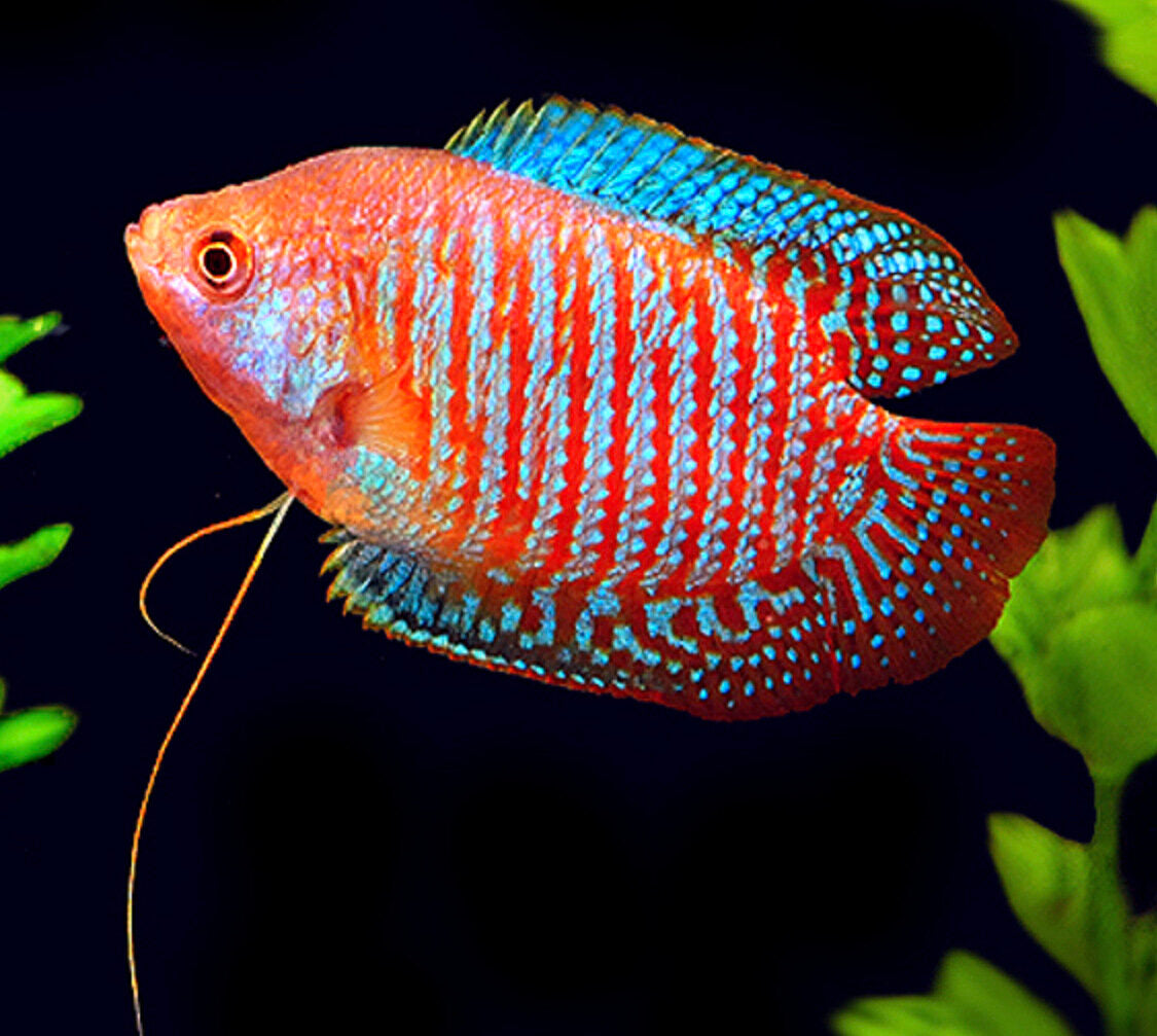 Fish RSB AQUATICS Fish RSB AQUATICS