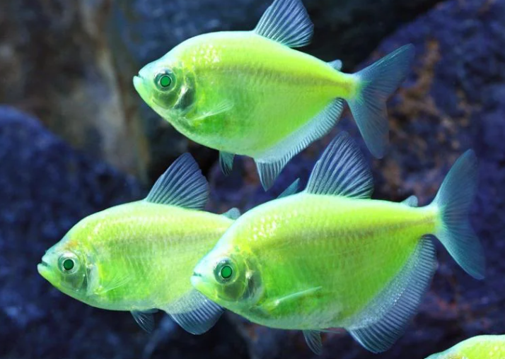 GMO WIDOWS ASSORTED – RSB AQUATICS