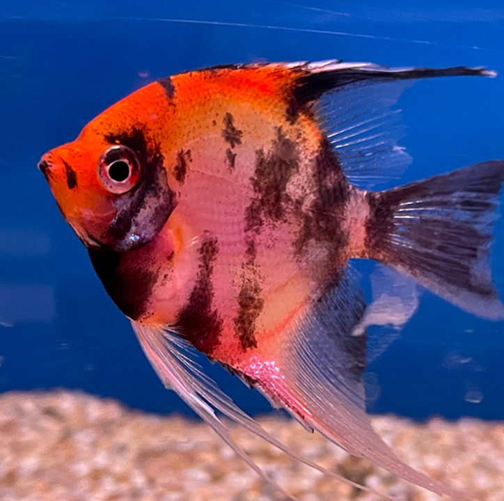 Red Devil Angel – RSB Aquatics