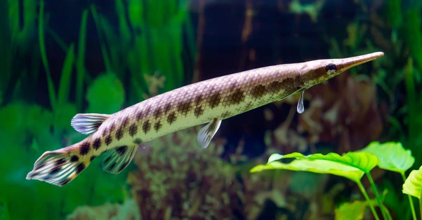 Spotted gar – RSB AQUATICS