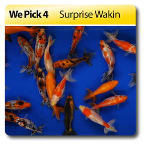 Wakin goldfish – RSB Aquatics