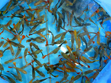 Fish – RSB Aquatics