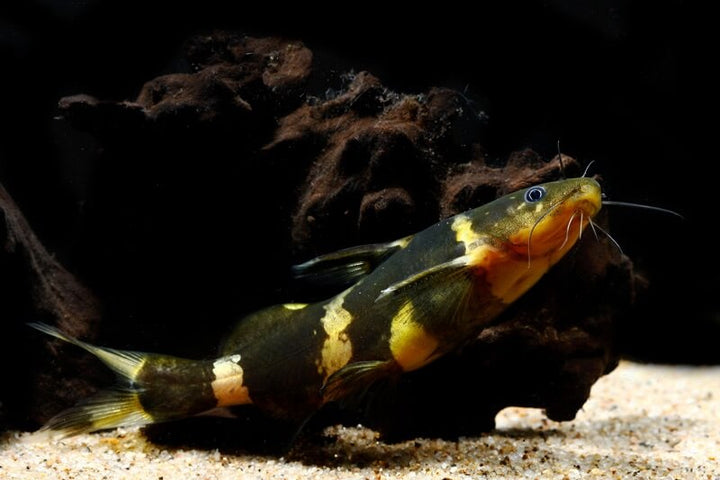 Catfish – RSB AQUATICS