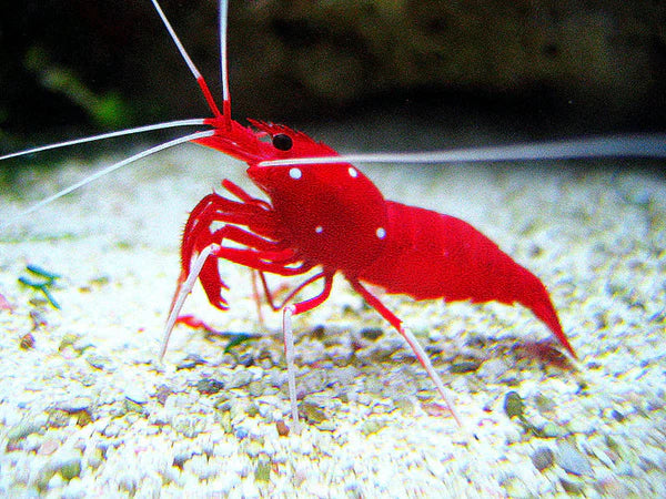 Fire cleaner shrimp – RSB Aquatics