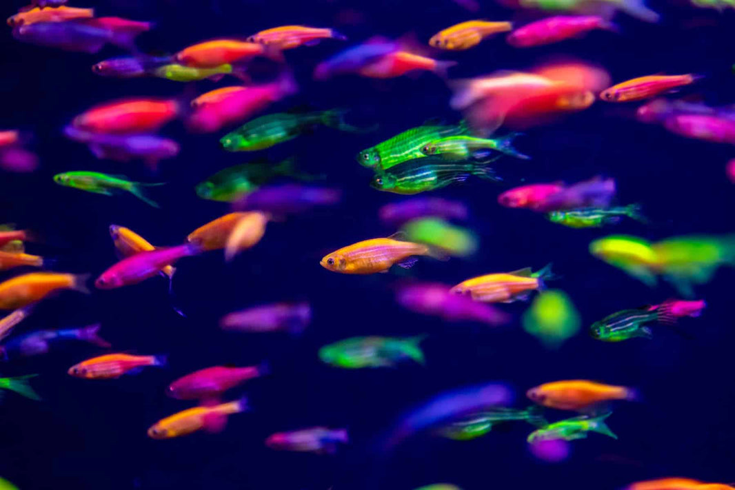 Fish – RSB AQUATICS