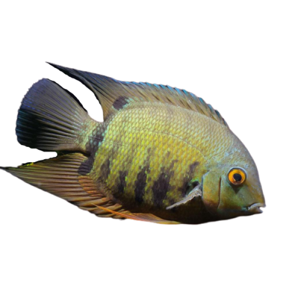 R/S green deacon (small) – RSB Aquatics