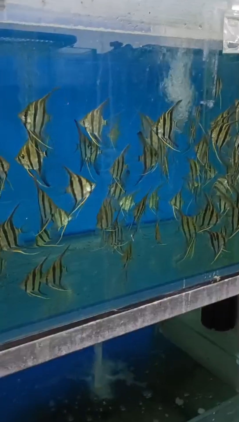 Altum angels – RSB AQUATICS
