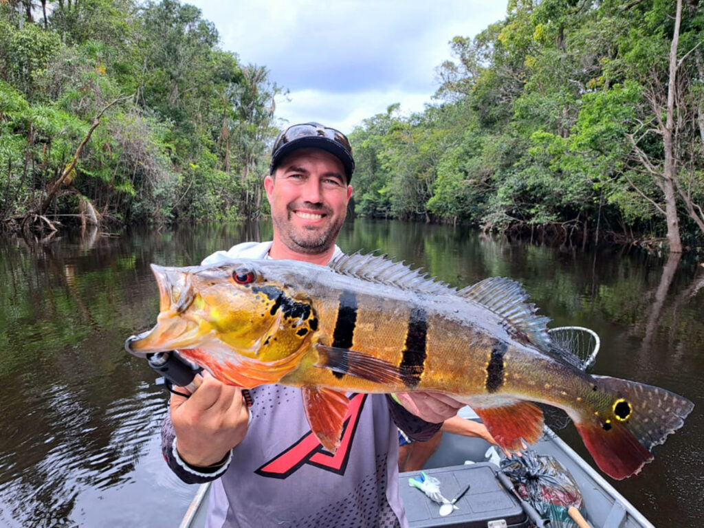Peacock Bass zebra 5 band pair – RSB AQUATICS