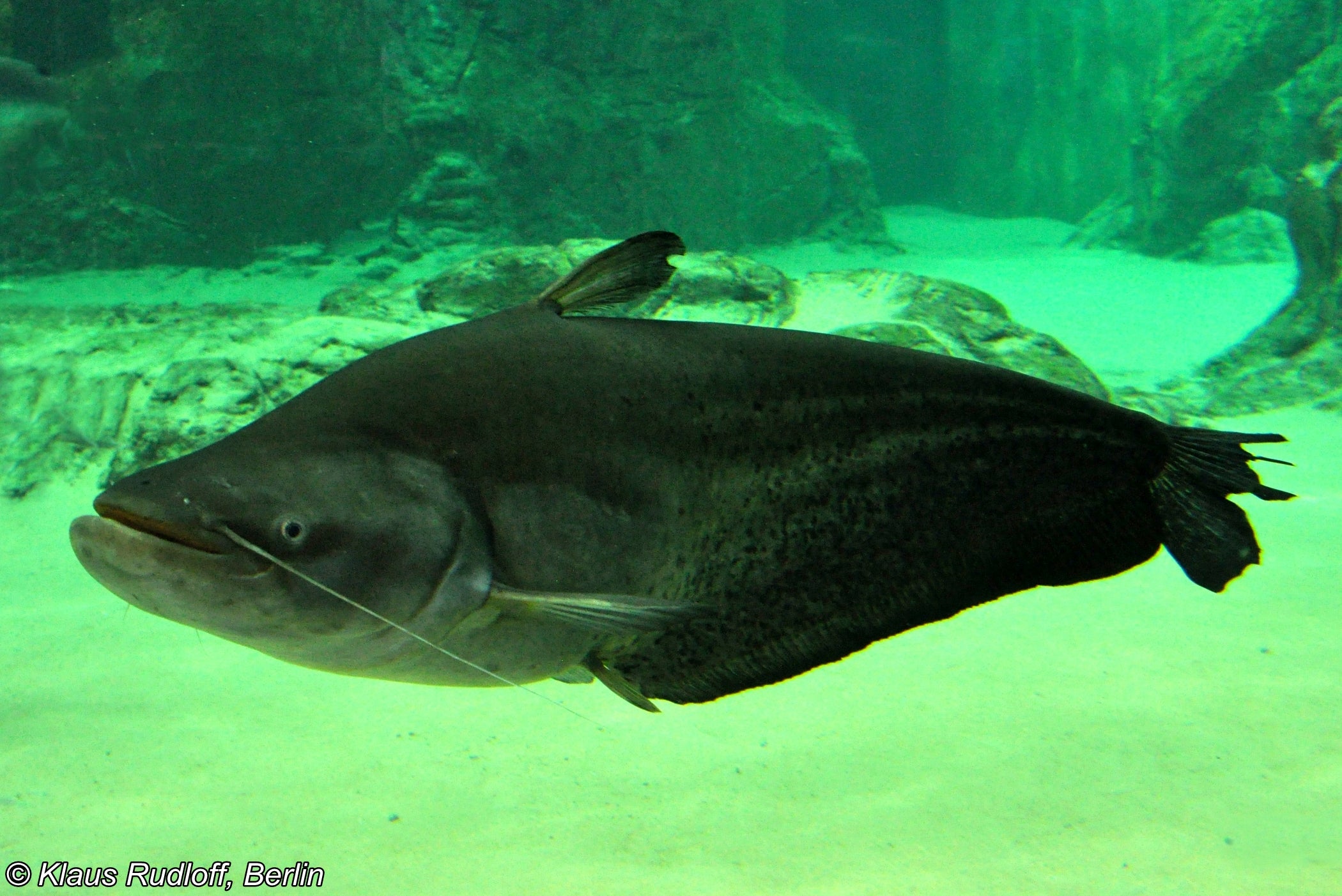 Catfish – RSB AQUATICS
