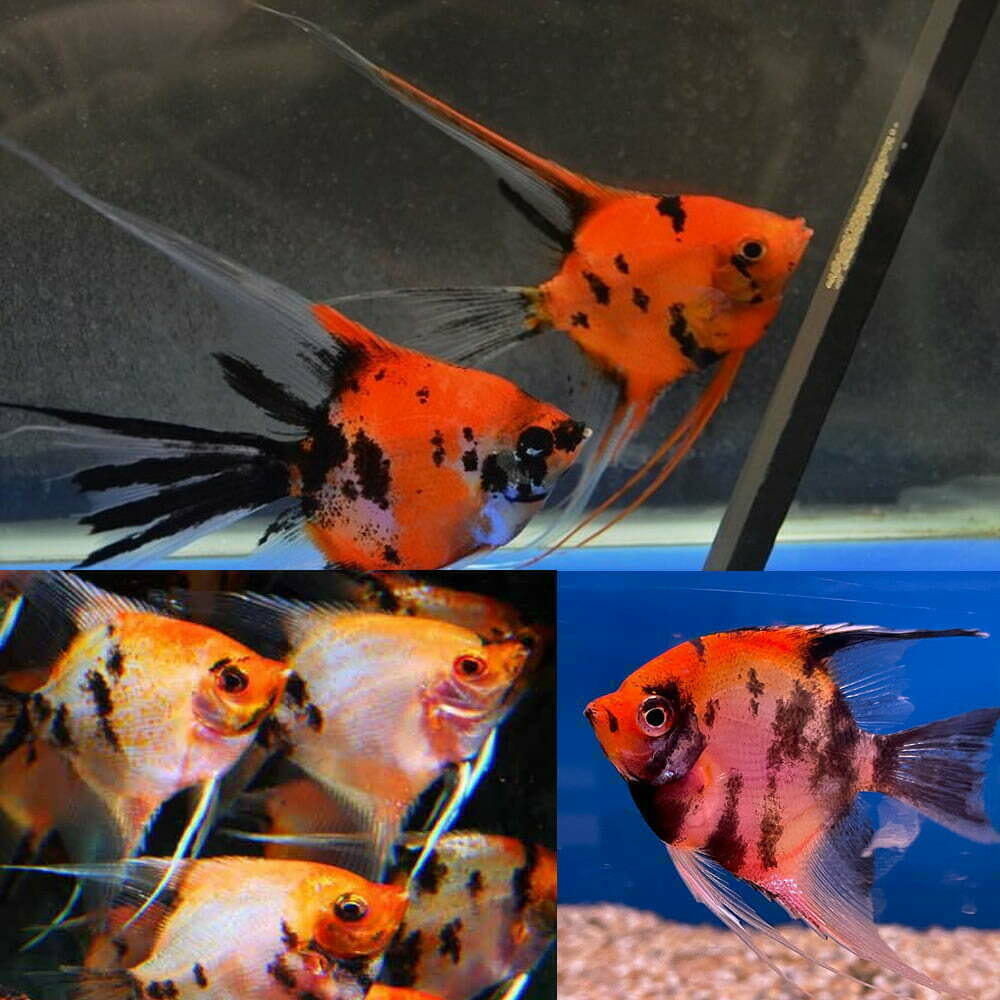 Red devil angel – RSB AQUATICS