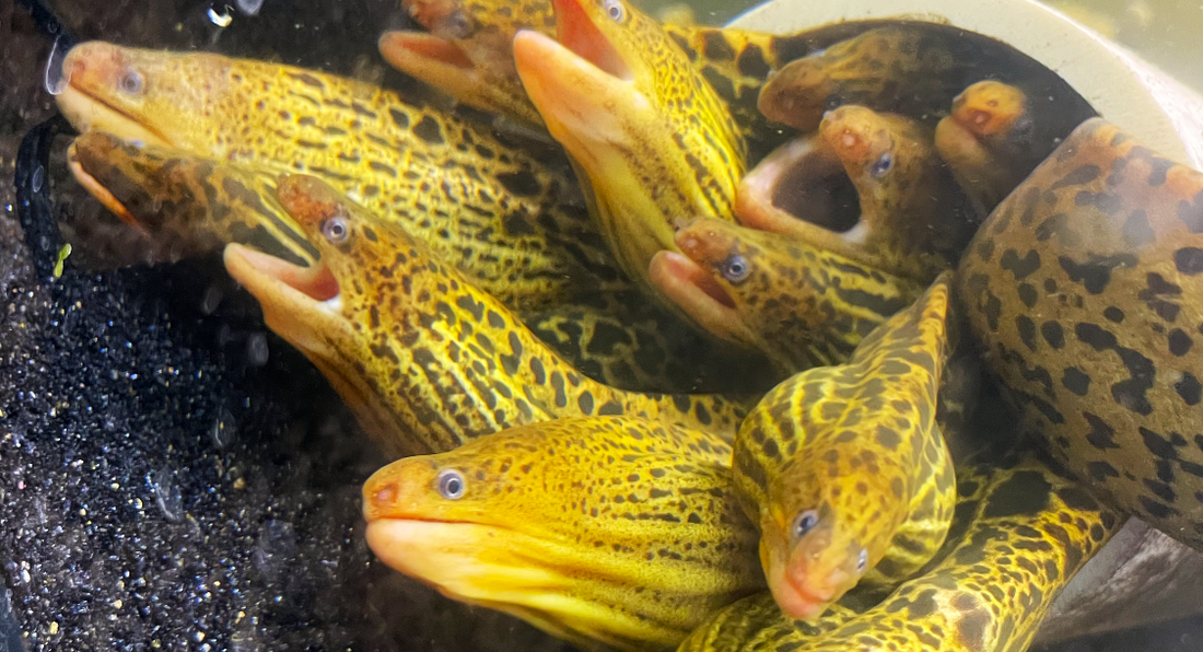 Tiger moray eel 24k (Freshwater) – RSB AQUATICS