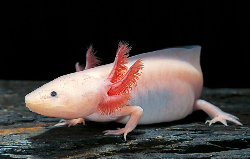 Axoloti – RSB AQUATICS