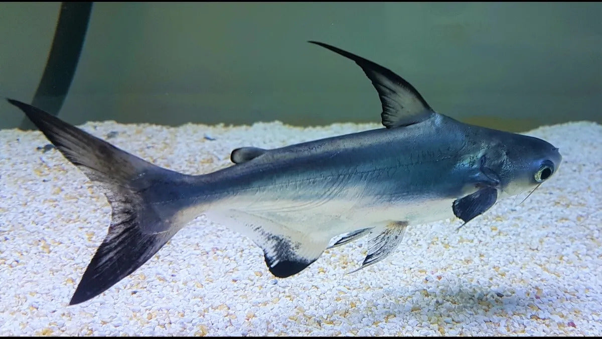Hifin paroon Shark – RSB AQUATICS